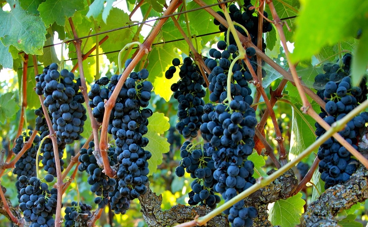 Syrah : Plonge au cœur de ce cépage mythique