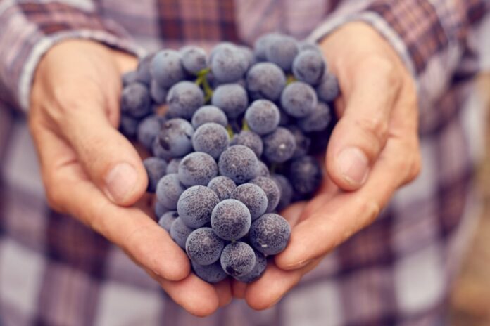 Syrah : Plonge au cœur de ce cépage mythique